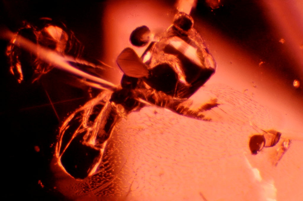 I0002: Subhedral Crystal Inclusion in Garnet - The Gem Monarchy